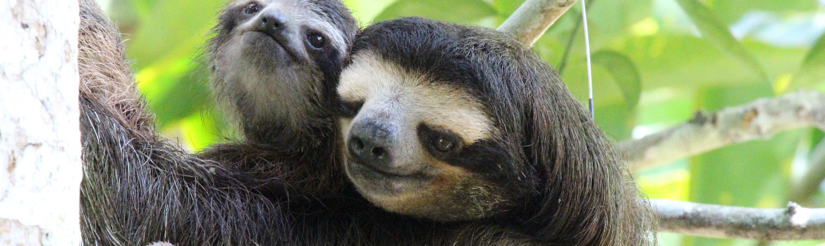 Donate to The Sloth Conservation Foundation | Give as you Live Donate