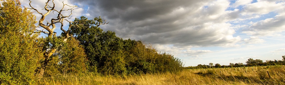 Donate to Heart of England Forest - Give as you Live Donate